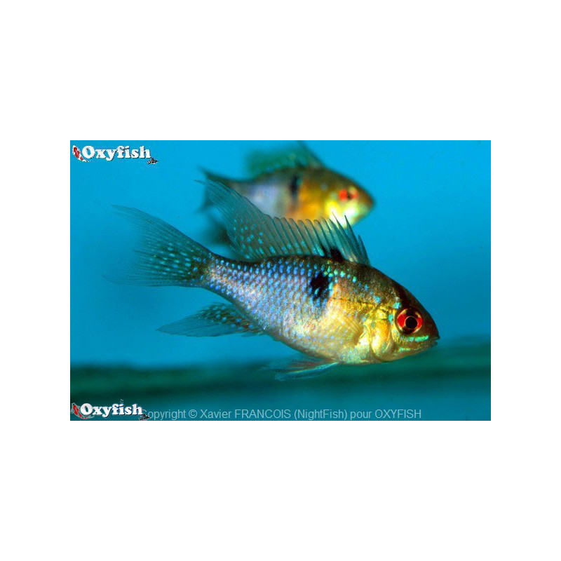 Microgeophag. ramirezi ramirezi bleu 4.50 cm - Cichlides - Oxyfish ...