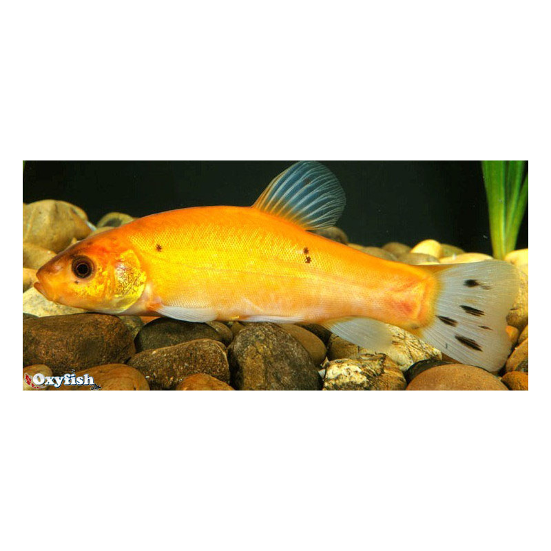 Tanche jaune doree tinca tinca 25-30 cm poisson d'or - Poissons d'e...