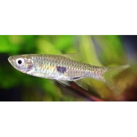 Rasbora Erythromicron Microrasbora -2.00 cm - Rasboras - Oxyfish ve...