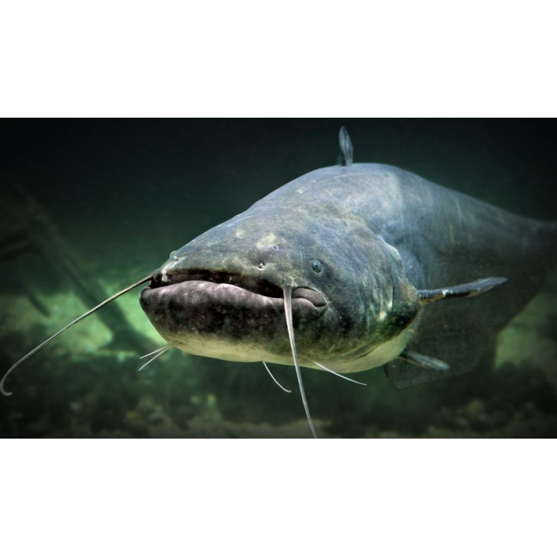 Silure glanis brun 12-15cm - Poissons d'eau froide - Oxyfish vente ...