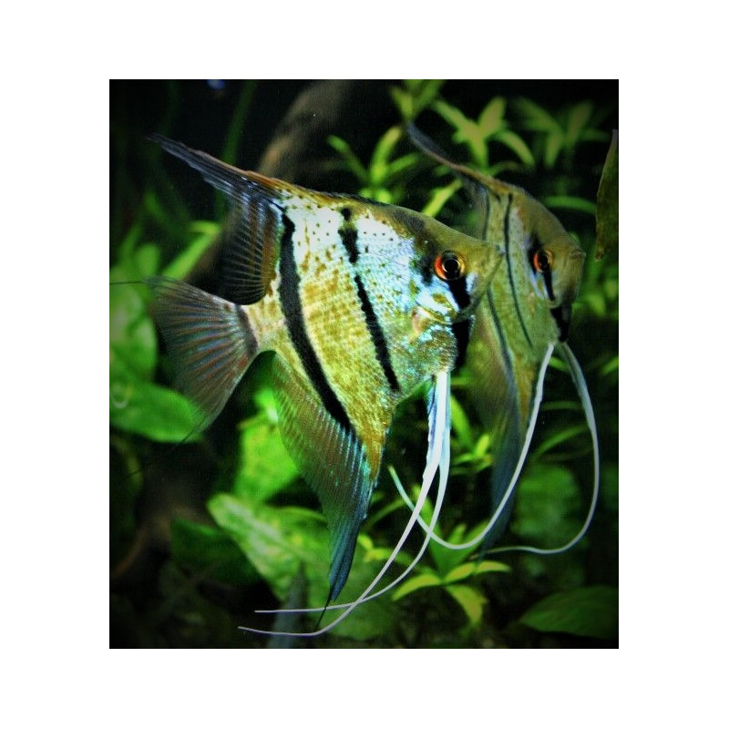 Pterophyllum scalare - Scalaire Rio Nanay Spotted 4-5 cm