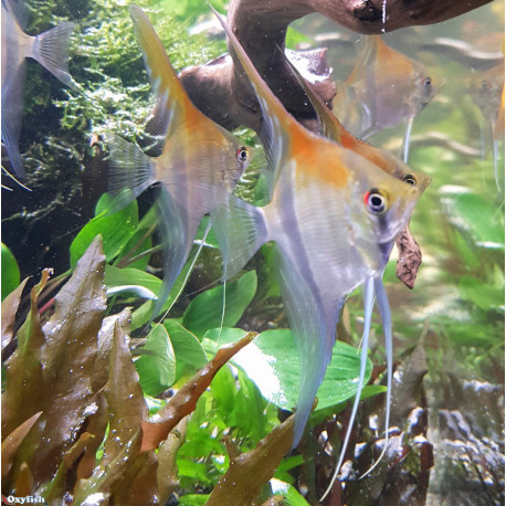 Pterophyllum scalare - Scalaire Manacapuru red back 3-3.5 cm