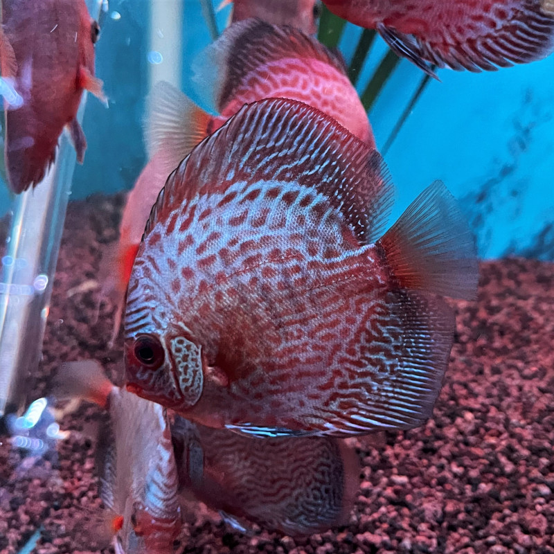 Symphysodon aequifasciatus - Discus red snake skin 8-10 cm