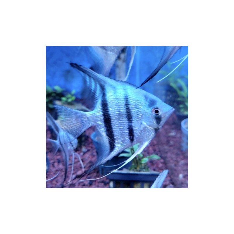 Pterophyllum scalare - Scalaire bleu diamant 4-5 cm