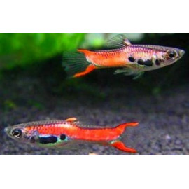 Poecilia sp. - Guppy endler male' Red scarlet - 2.5 cm
